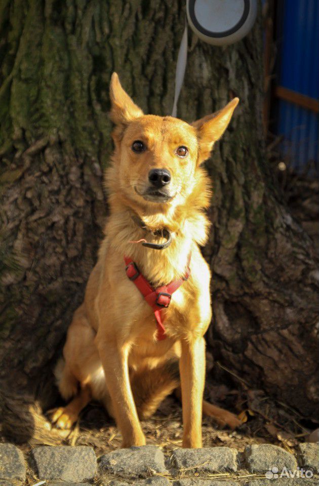 Тася. Небольшая красивая собачка. Бесплатно