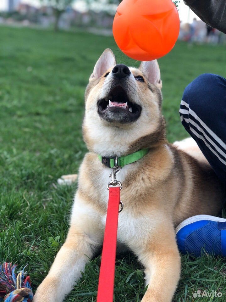 Метис Хаски и Лайки