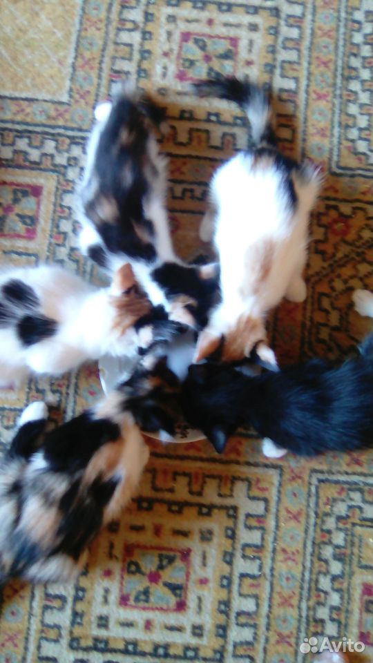 Трёхцветные красавицы