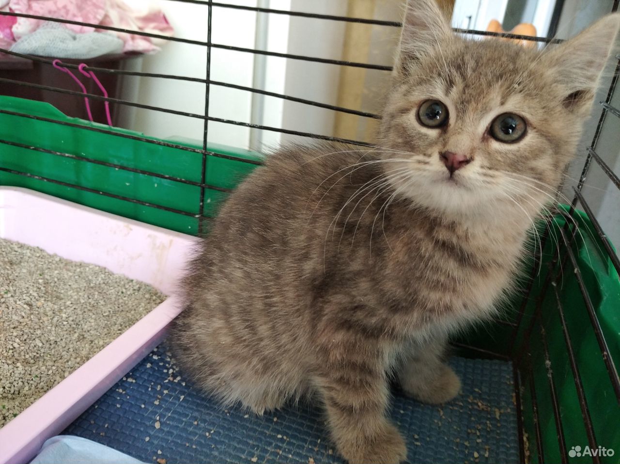 Котенок в добрые руки