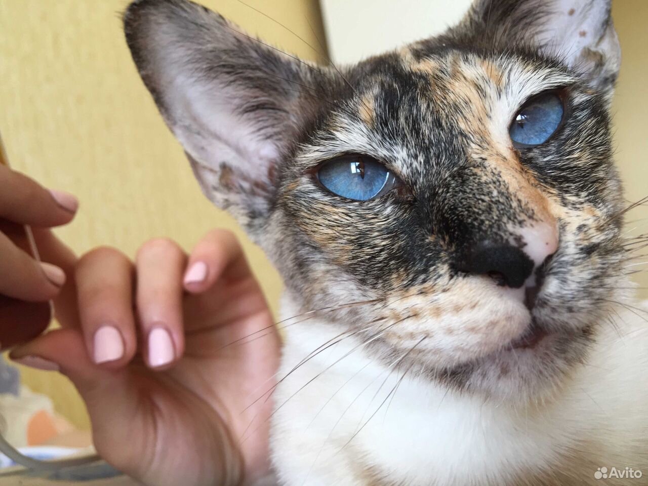 Ориентальная