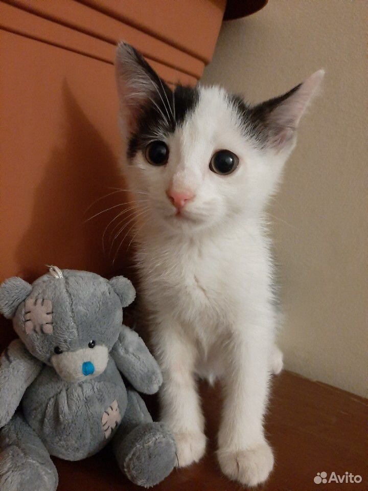 Котик