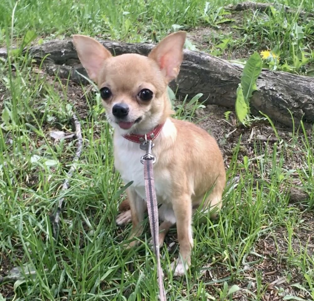 Чихуахуа Рыжик мини