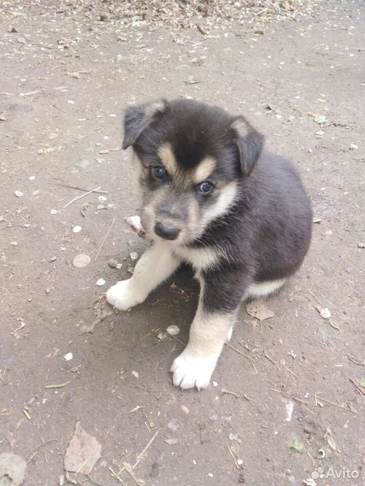 Лайка помесь