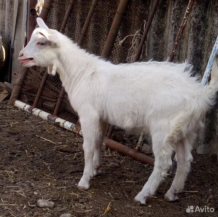 Продаются козлята