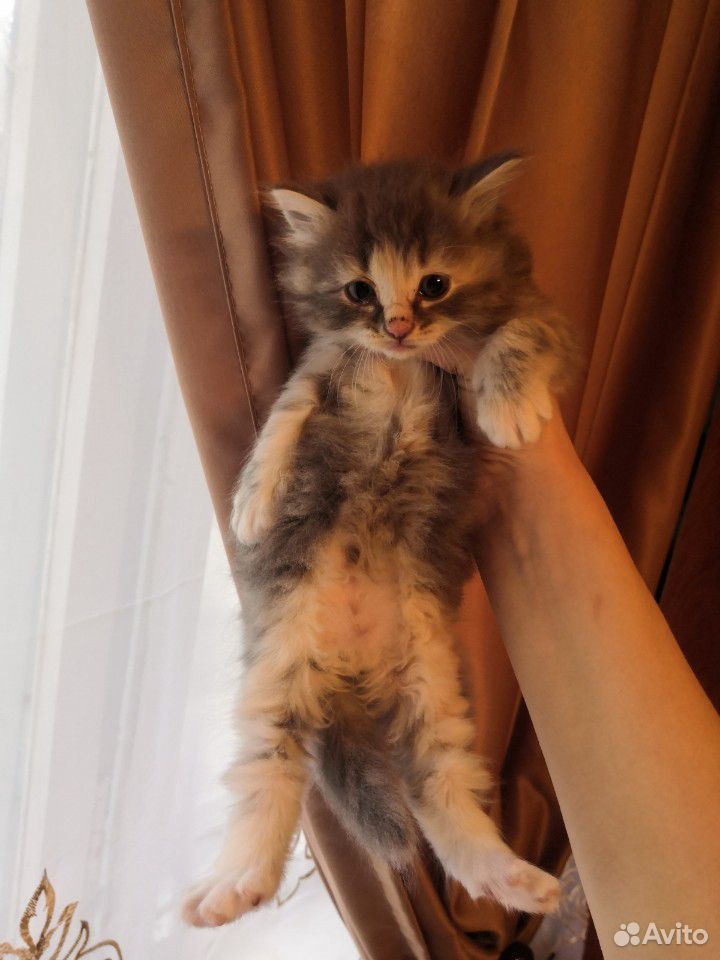 Котята