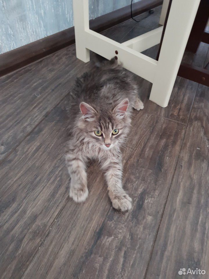 Сибирская кошечка в добрые руки