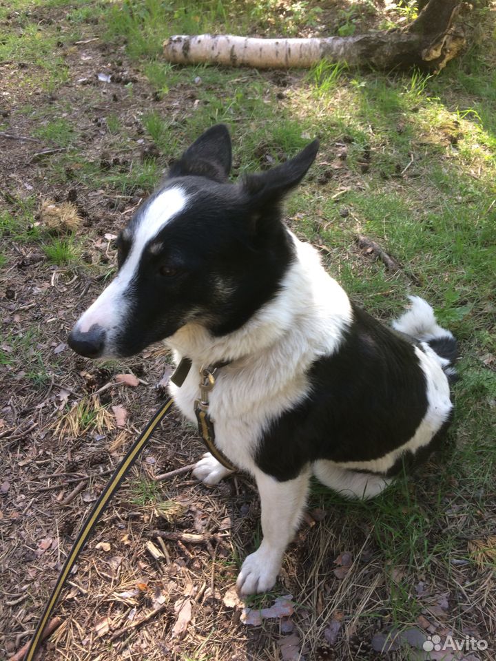 Карельская медвежьея собака