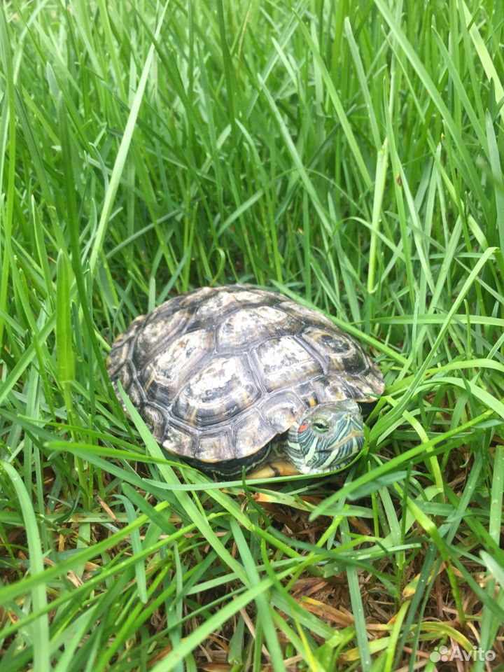 Красноухая черепаха