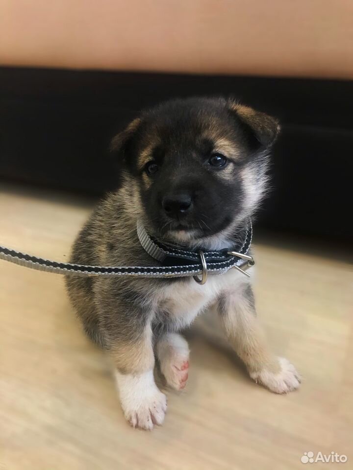 Щенок Хаски 1месяц