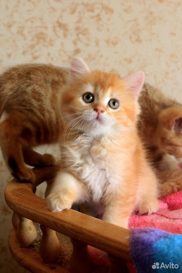 Красный тикированный котик