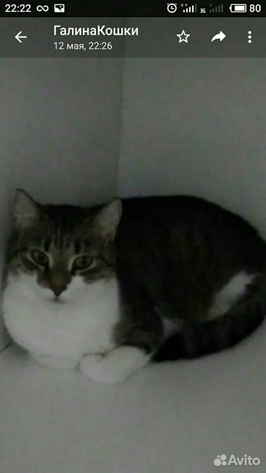 Котик Мурзик Туся кошечка