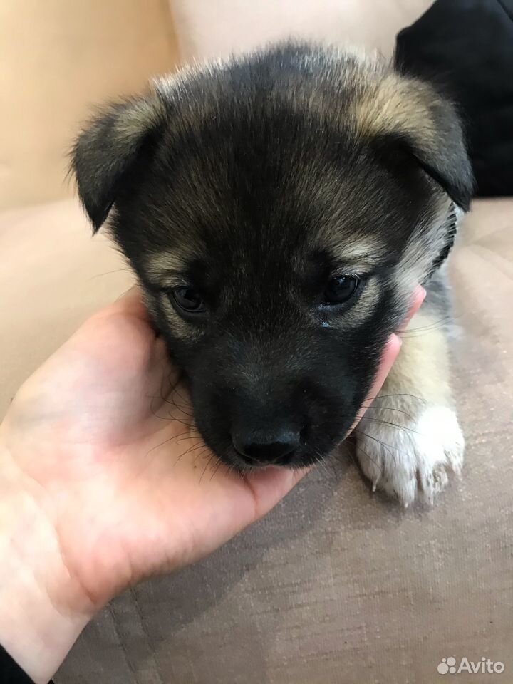 Щенок Хаски 1 месяц