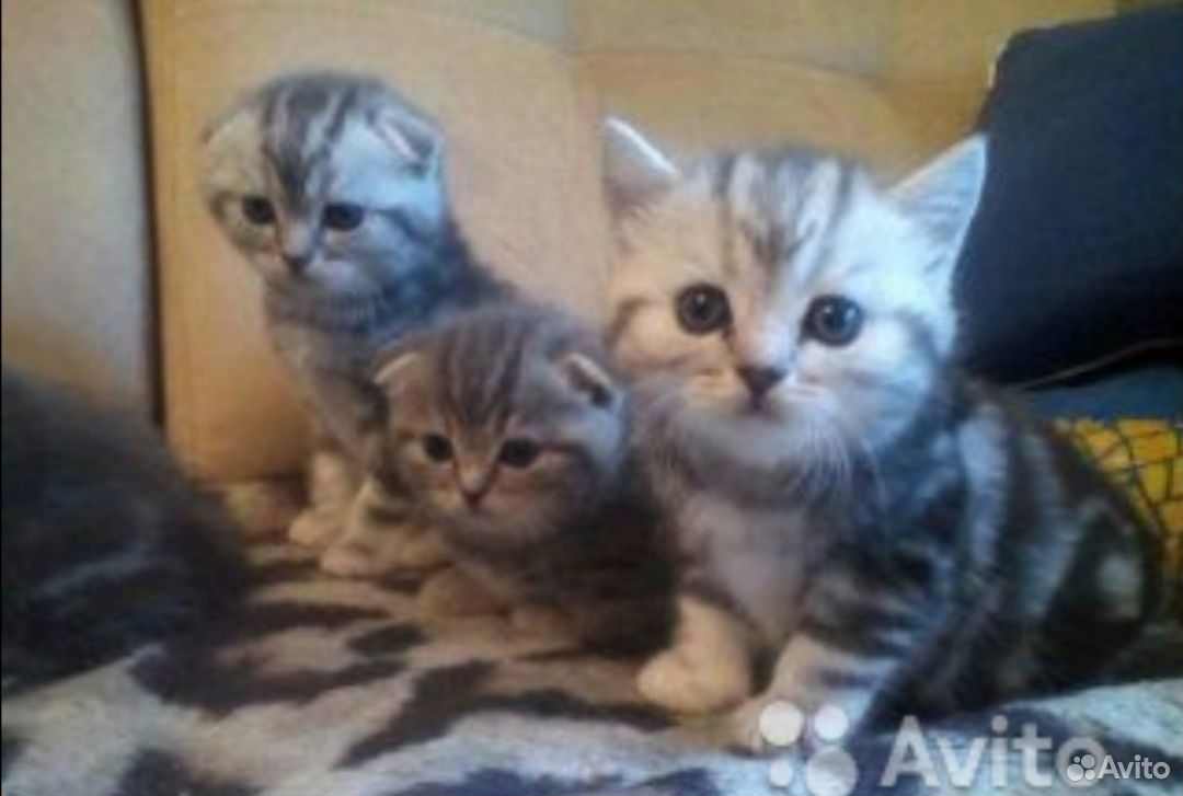 Вислоухие пампушечки