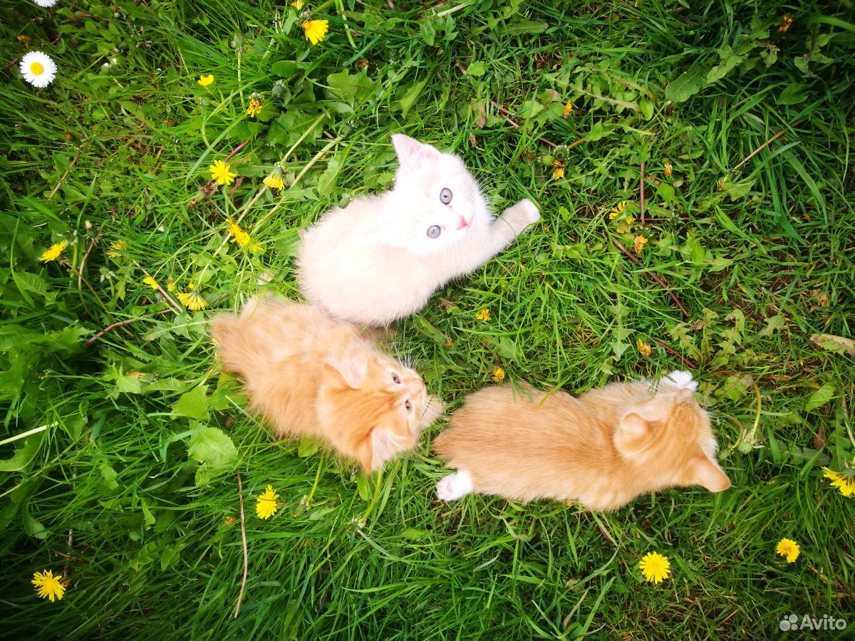 Котята. Игривые и красивые пушистики
