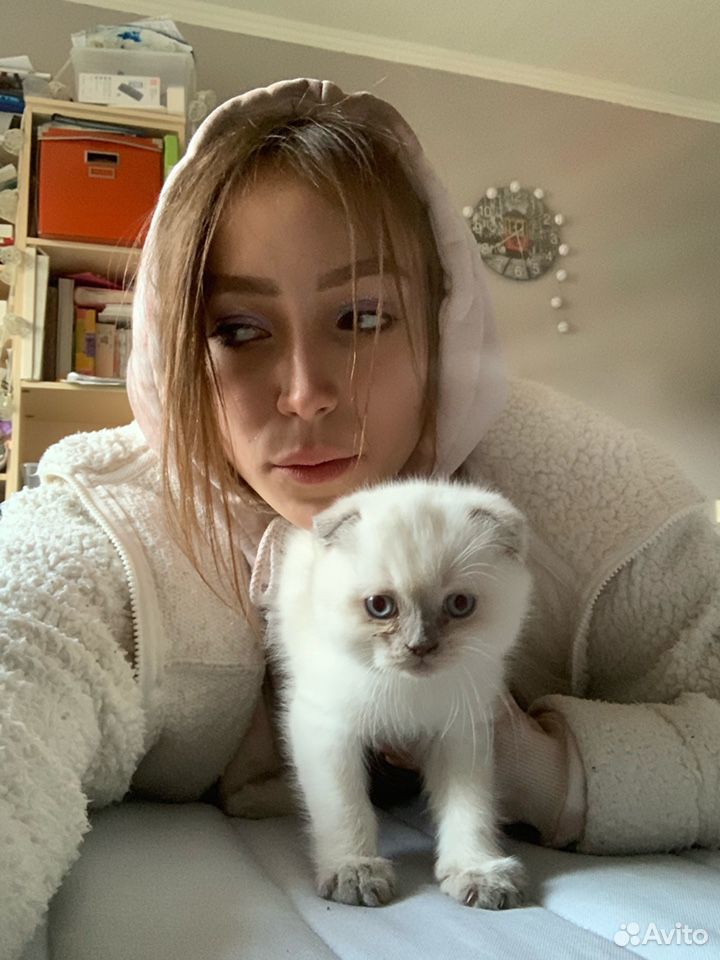 Шотландское самое милое кошачье существо