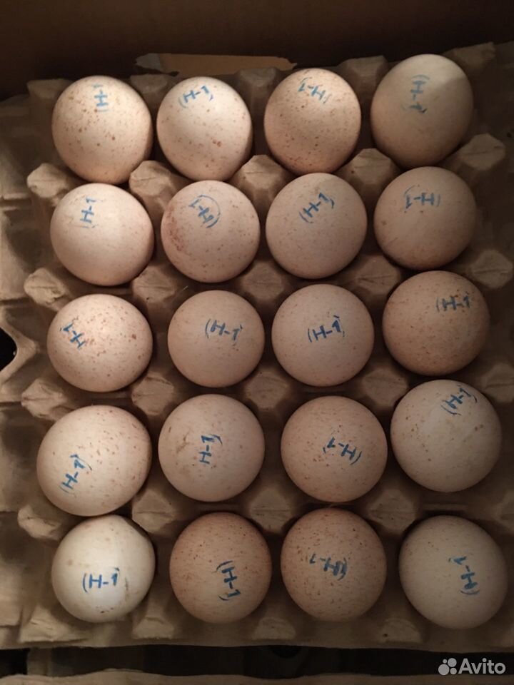 Продаю инкубационное яйцо индейки микс