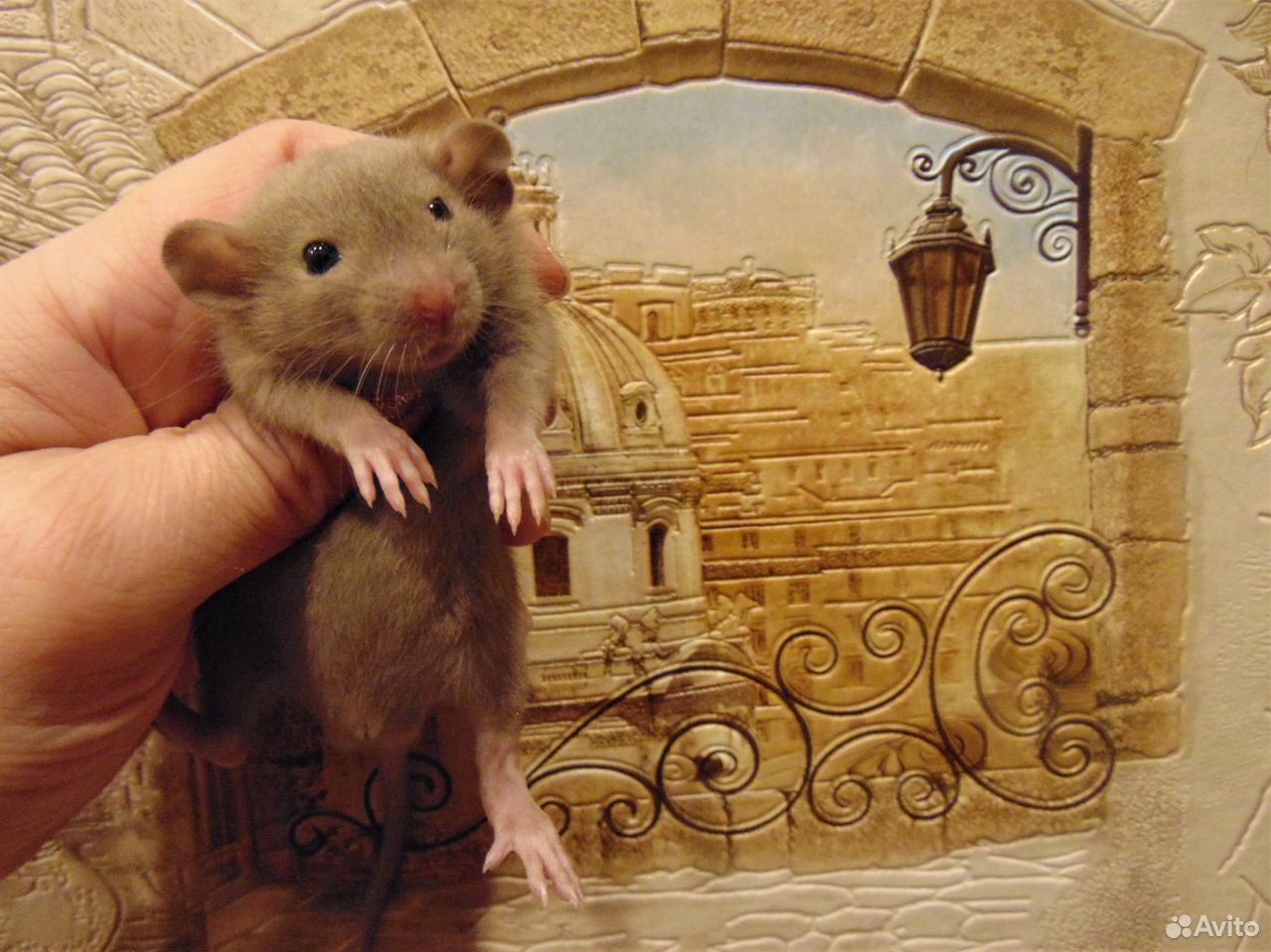 Крысы, крысята дамбо - мальчики, новые клетки