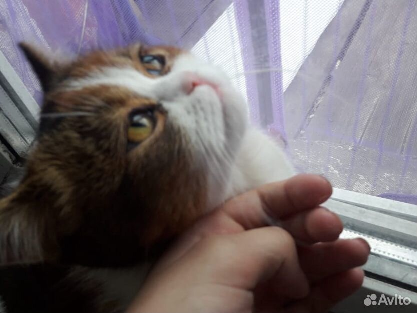 Кошечка экзот