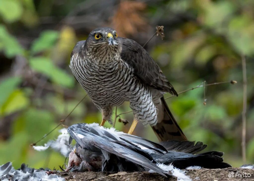 Ловчие птицы Птенцы этого года