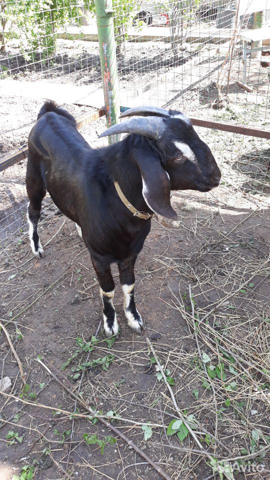 Козел 9 месяцев нубийской породы