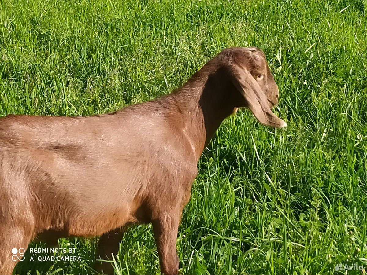 Продам козла