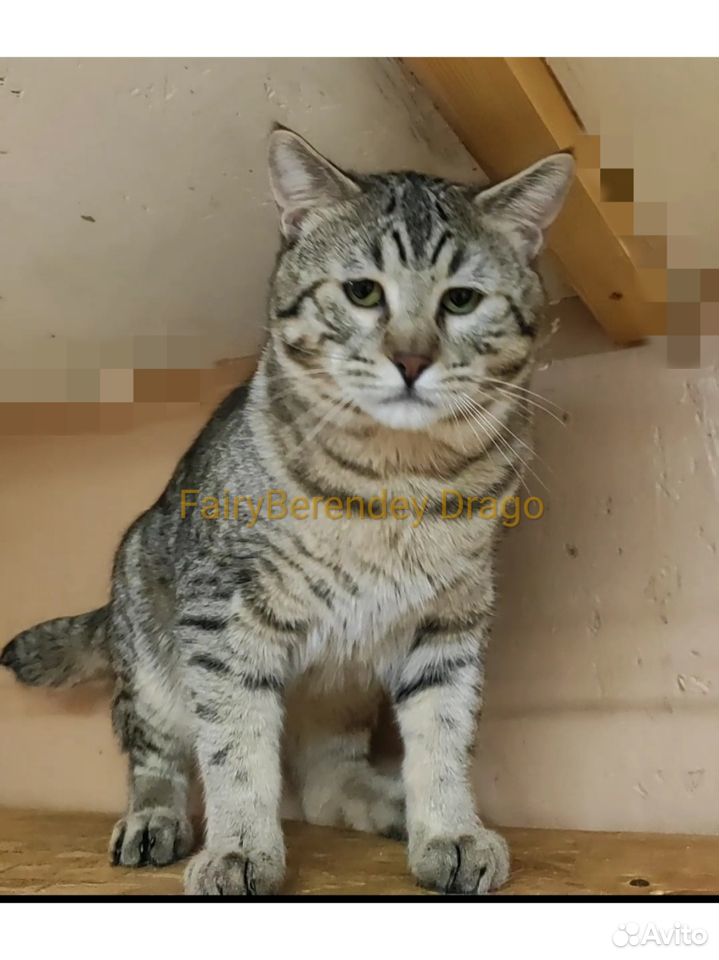 Котик породы пиксибоб