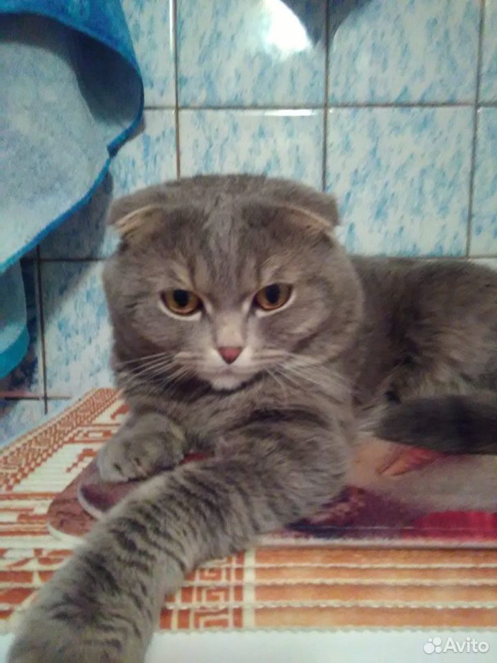 Шотландская