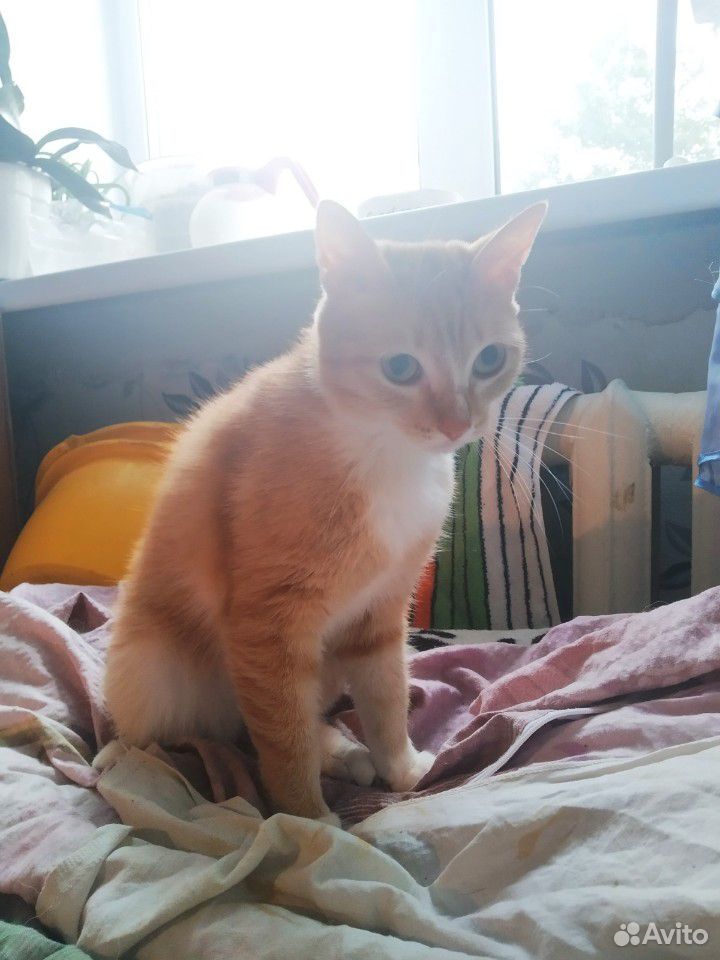 Супер ласковая кошечка