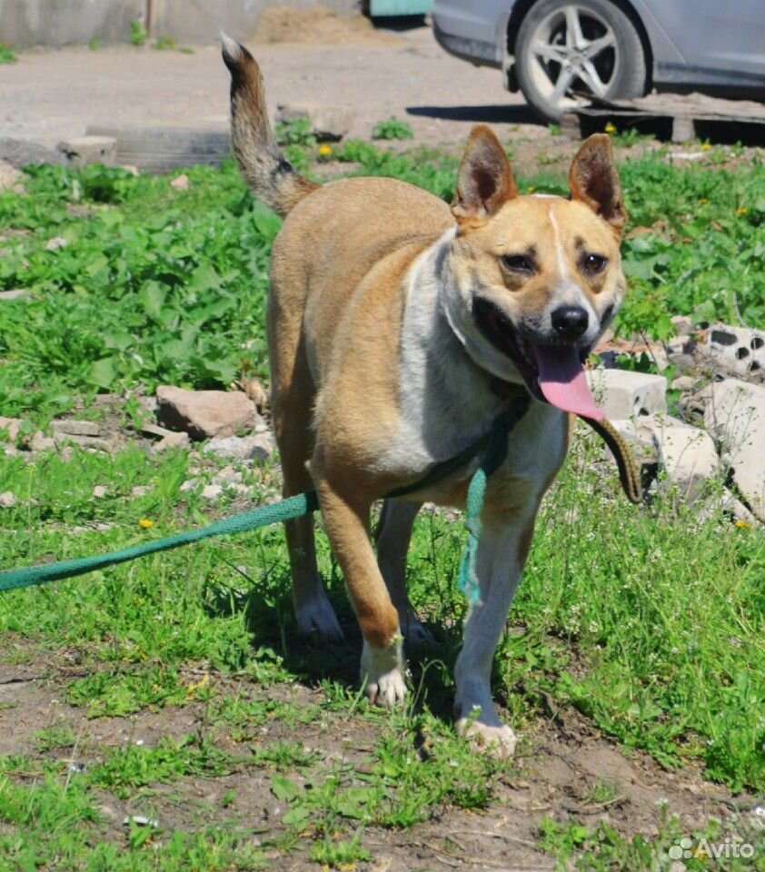 Нюша молодая,очень активная и любопытная