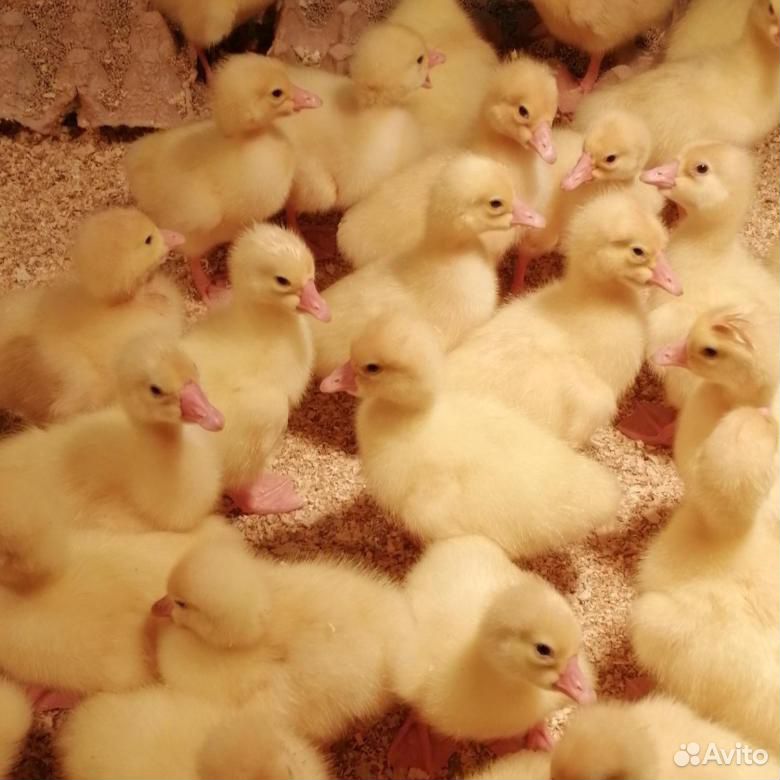 Гусята и муларды