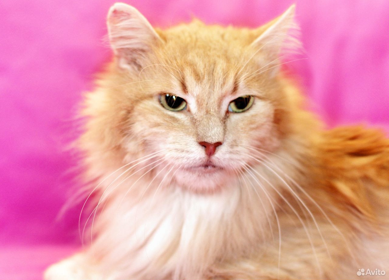 Мускат - рыжий львенок в дар