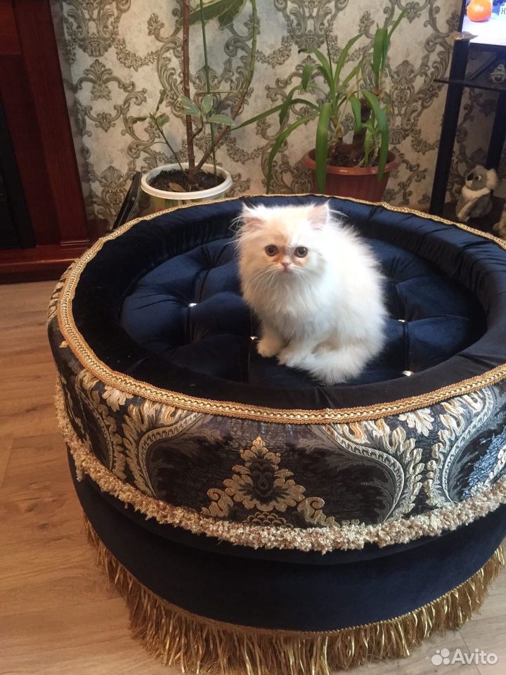 Персидская кошка