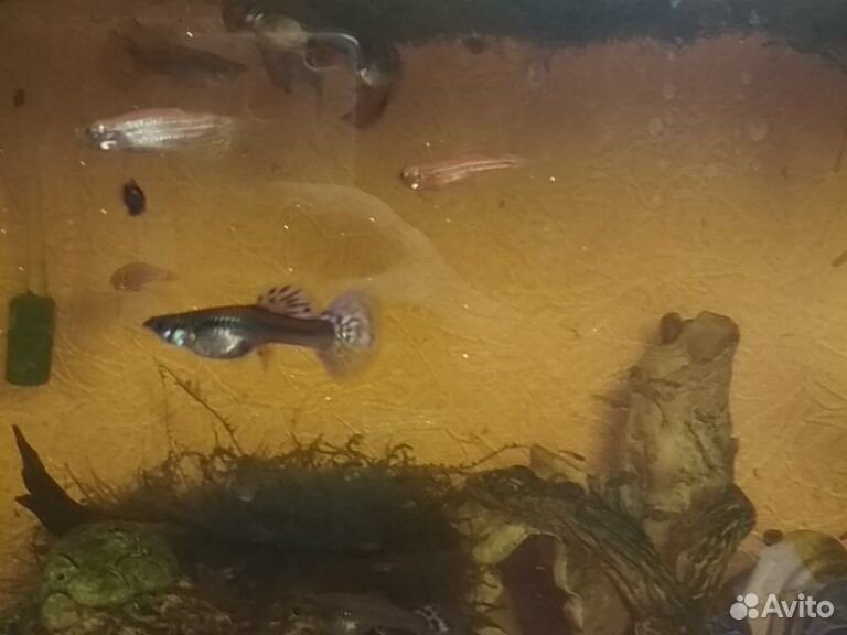 Рыбки гуппи