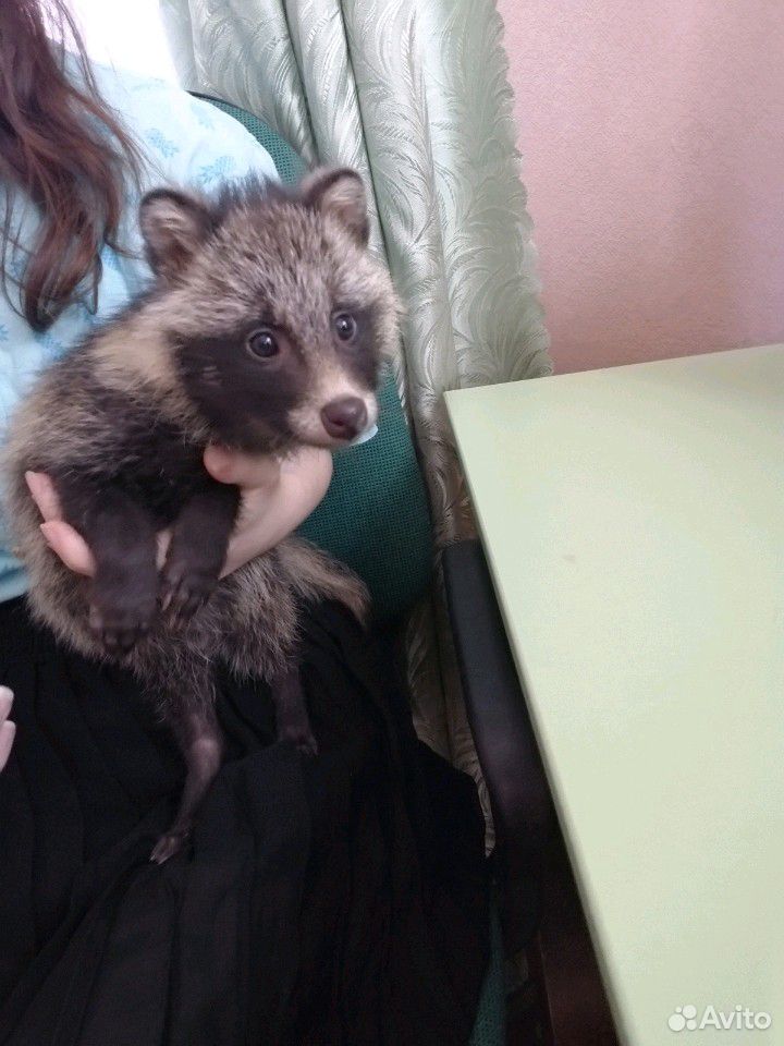 Енотовидная собака