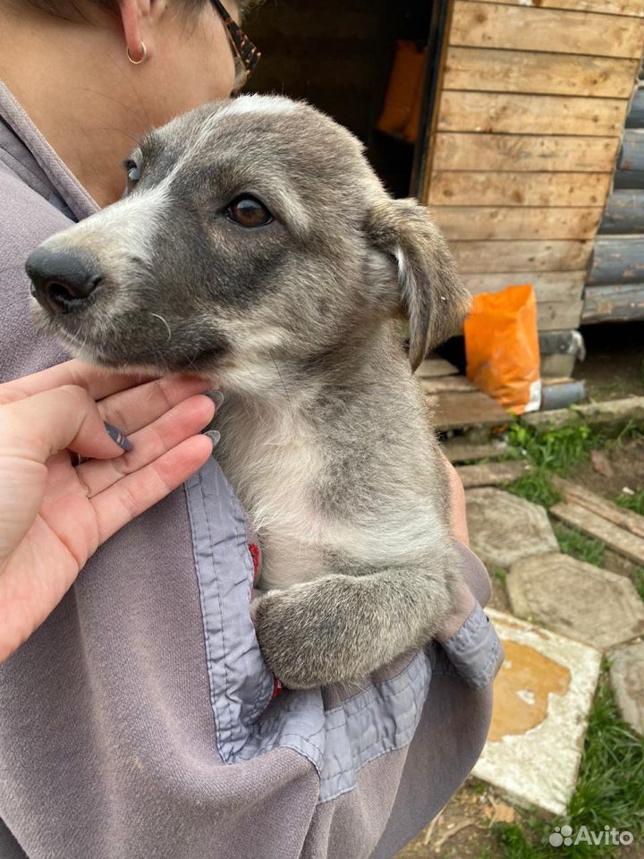 Щенок Чарли 3 мес ищет дом