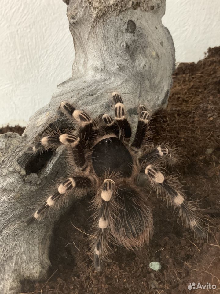 Паук птицеед Acanthoscurria geniculata, самка
