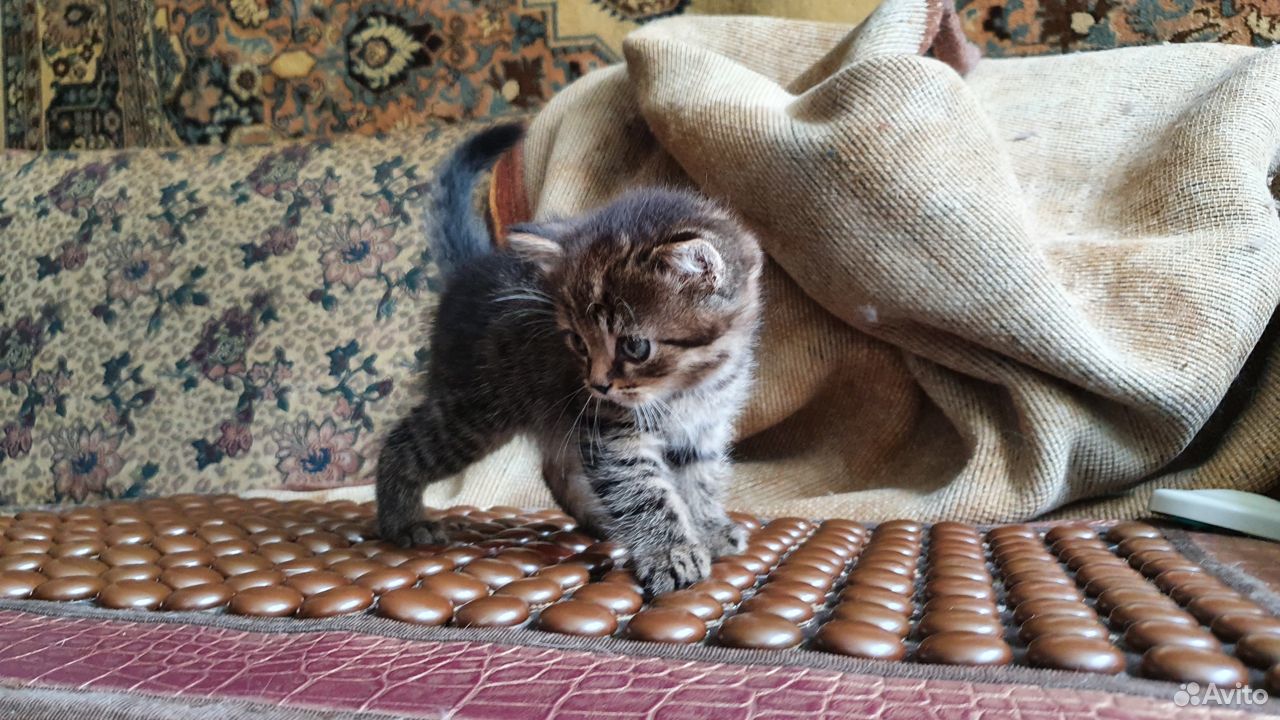 Котенок шотландский мальчик 1 месяц 10 дней