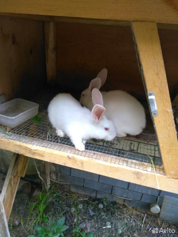 Продаю крольчат
