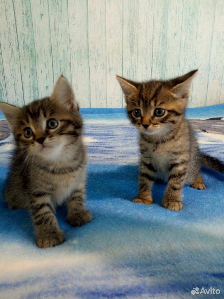 Самые милые котята