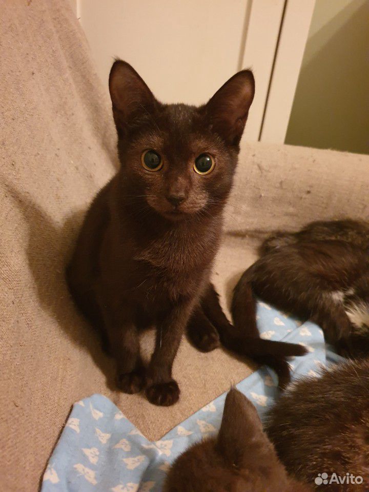 Котята похожие на абиссинцев