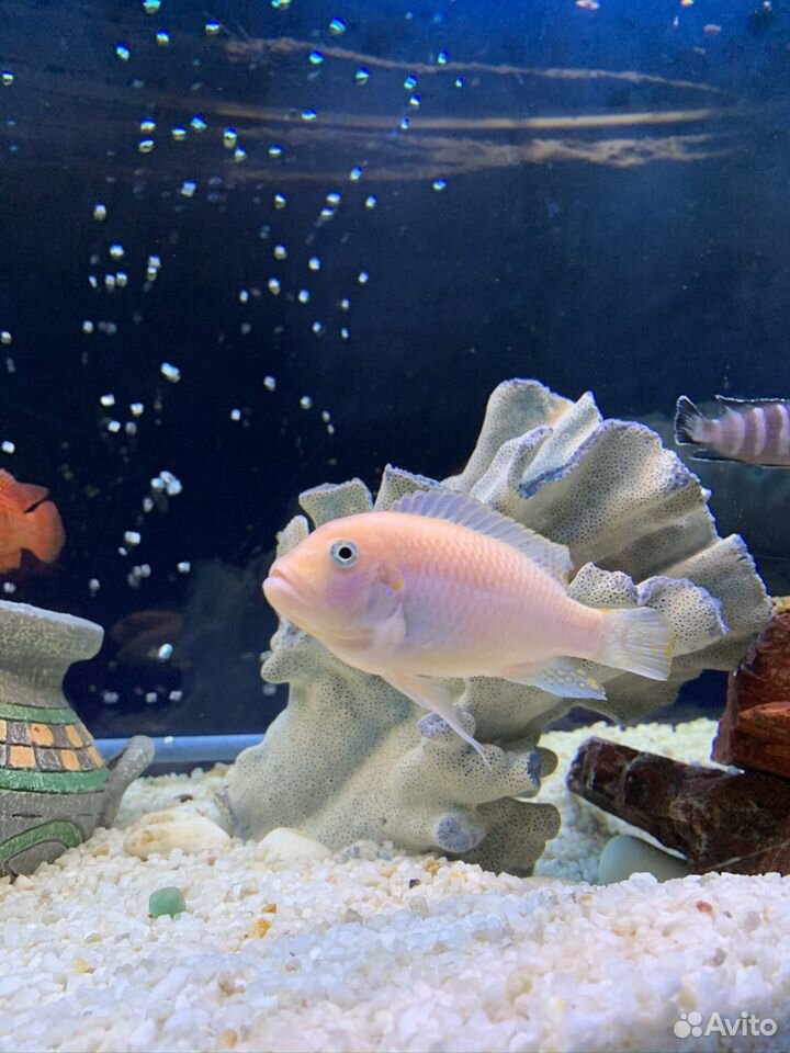 Самец цихлид