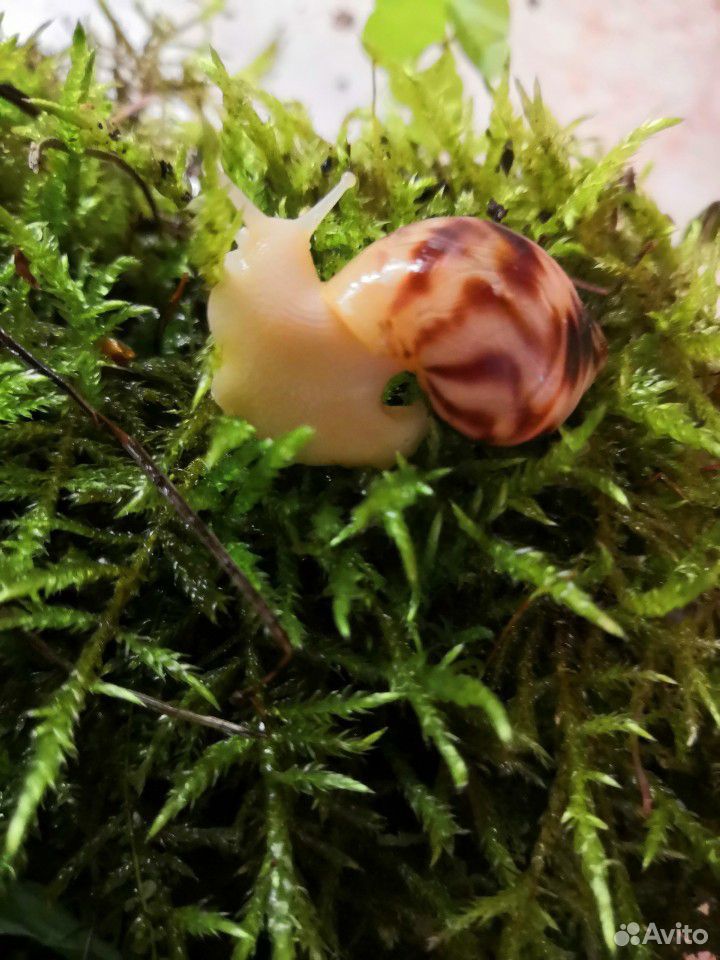 Мох и улитки