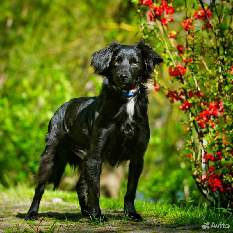 Метис спаниеля бесплатно