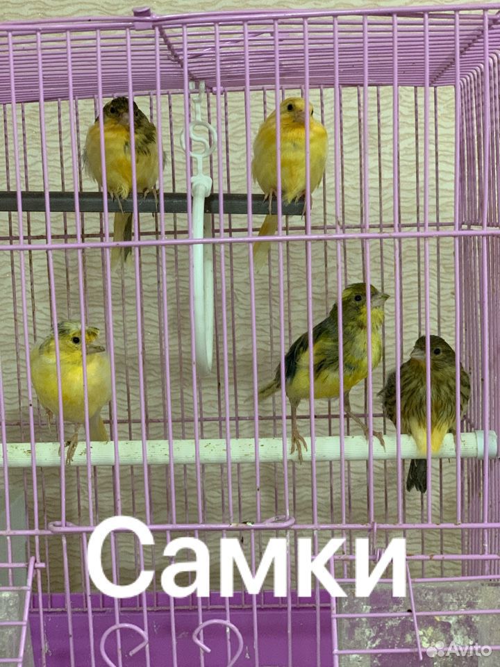 Канарейки