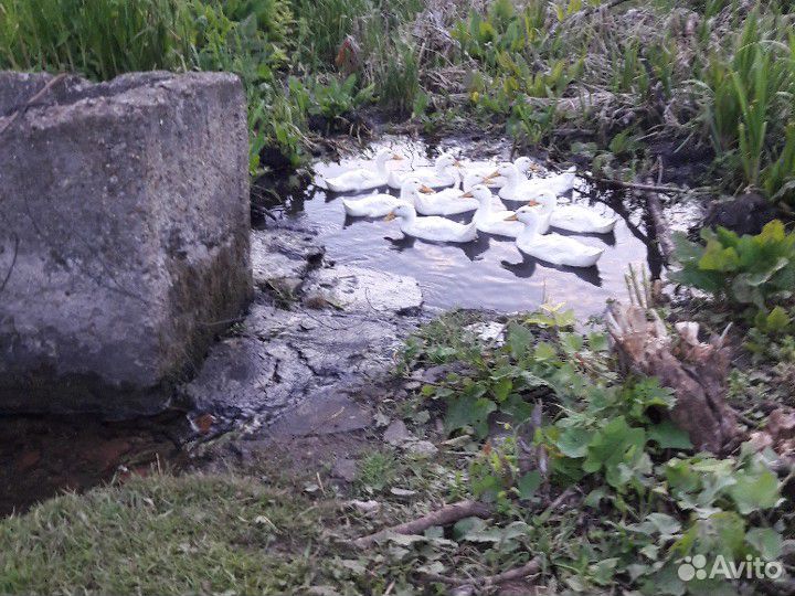 С/Х животное