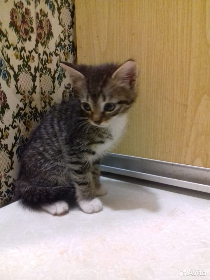 Отдам котенка в добрые руки