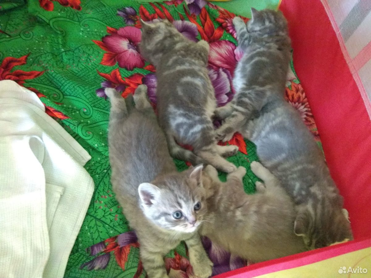 Британские Мраморные котята
