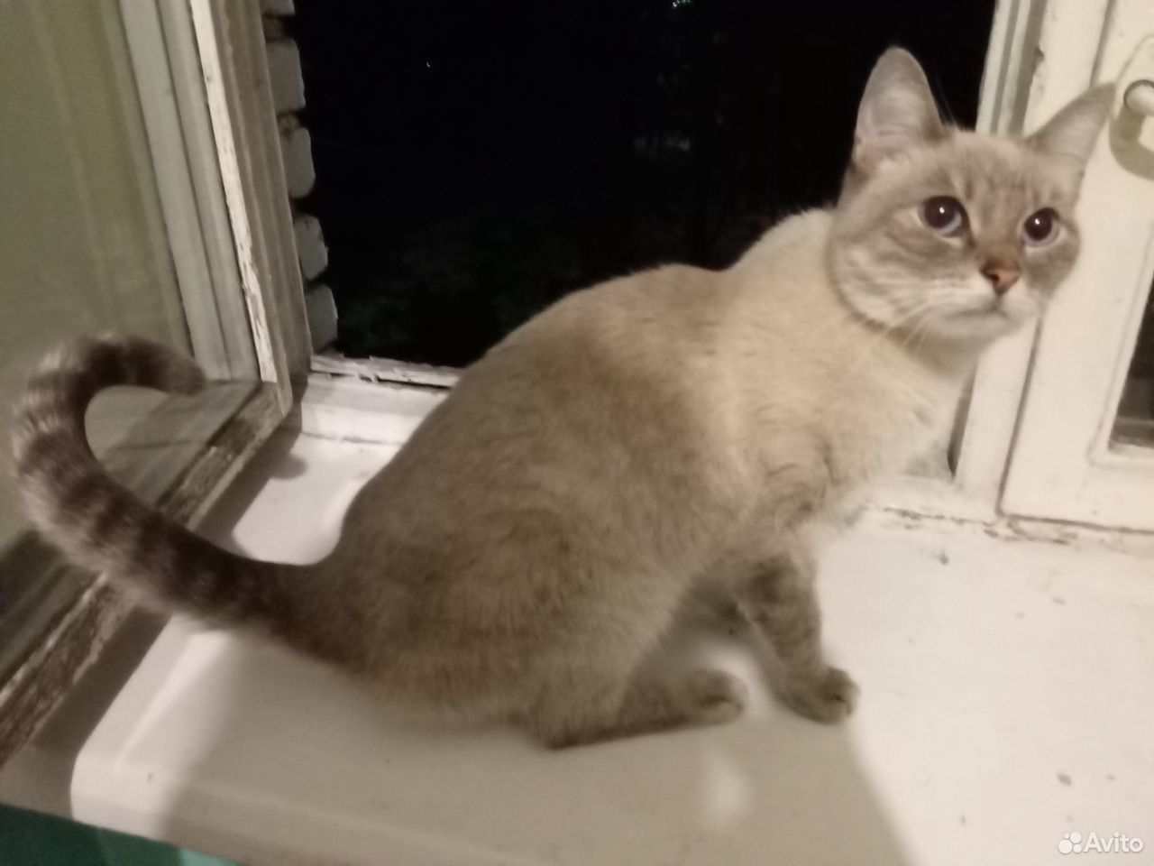 Продам сиамскую кошку