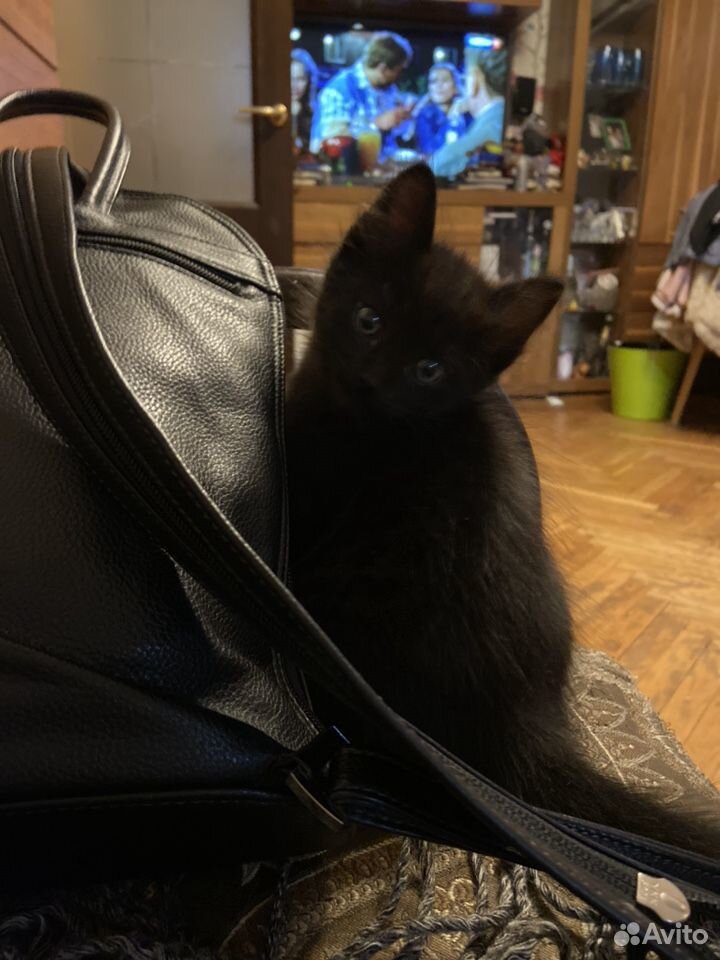 Котенок